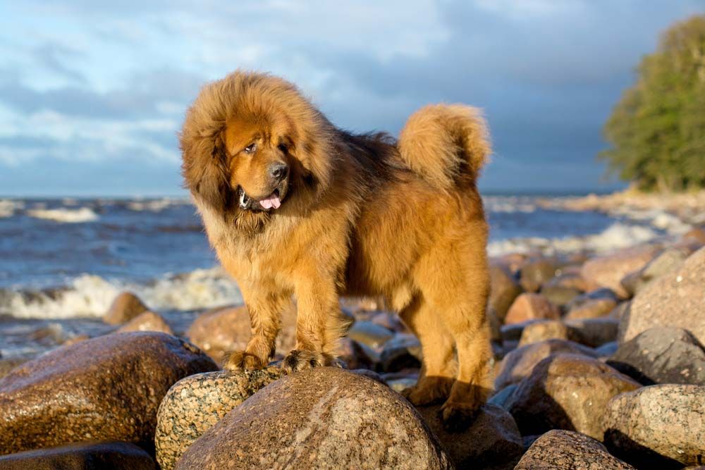 Razas de Perros que parecen Leones - Conoce los perros con melena abundante
