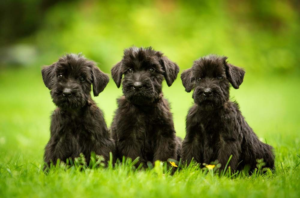 Il schnauzer gigante: un cane di grande personalità
