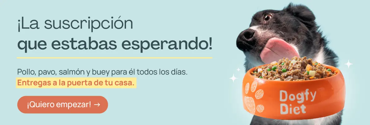Braco húngaro o vizsla: características, cuidados, alimentación y carácter