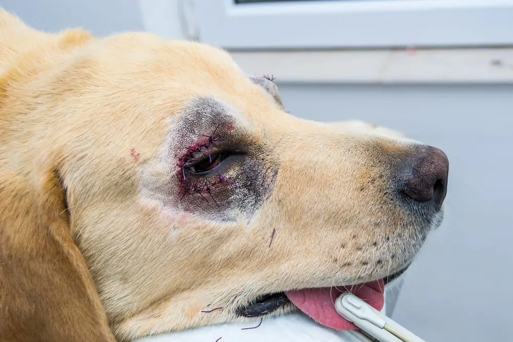 Uveítis anterior en perros: reconociendo los signos de inflamación ...