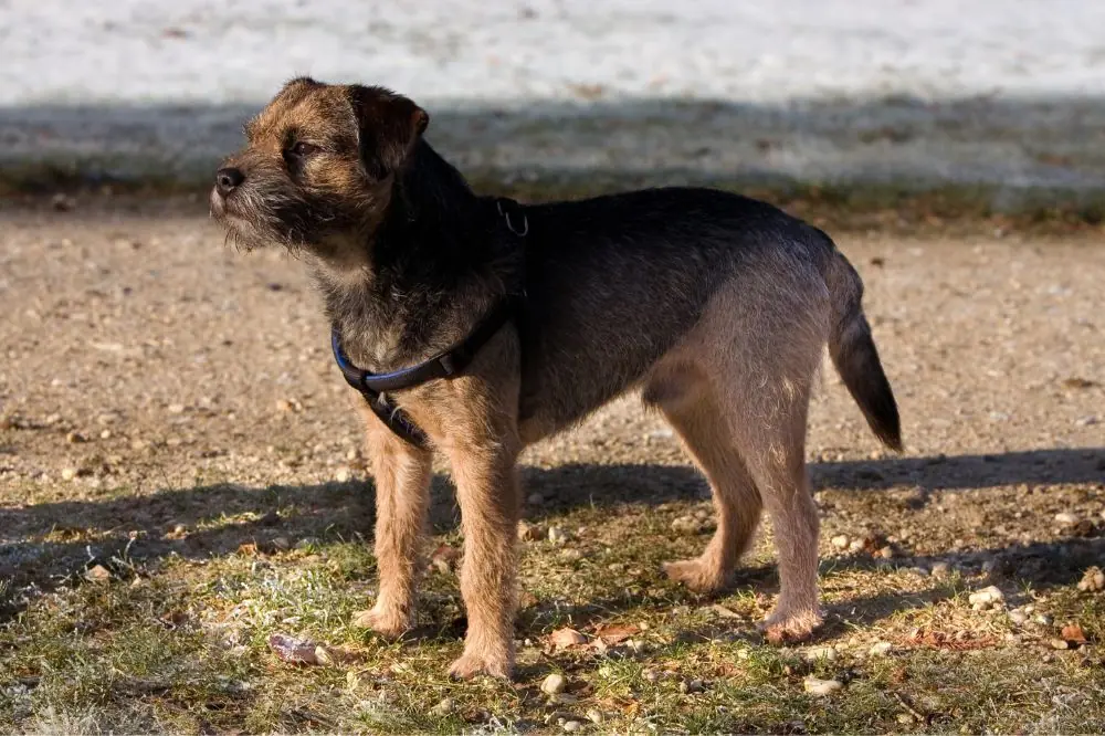 Border Terrier: origen, características y cuidados